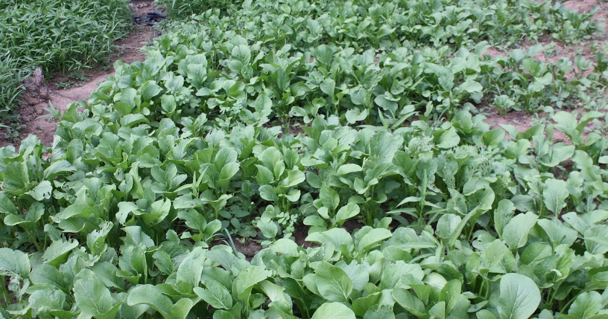 Pengertian Pola Tanam - MILLENIUM