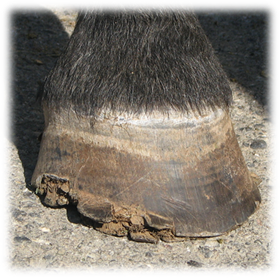 Fran Jurga`s Hoofcare + Lameness: Research Update: Hoof Wall Separation ...