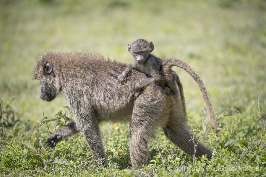 Jeff Cable's Blog: The monkeys and baboons of Tanzania, Africa