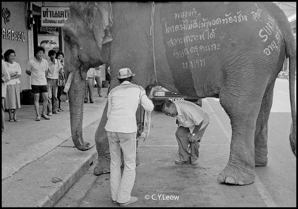 Man Behind Lens: Memory - Walk Under An Elephant Lately?