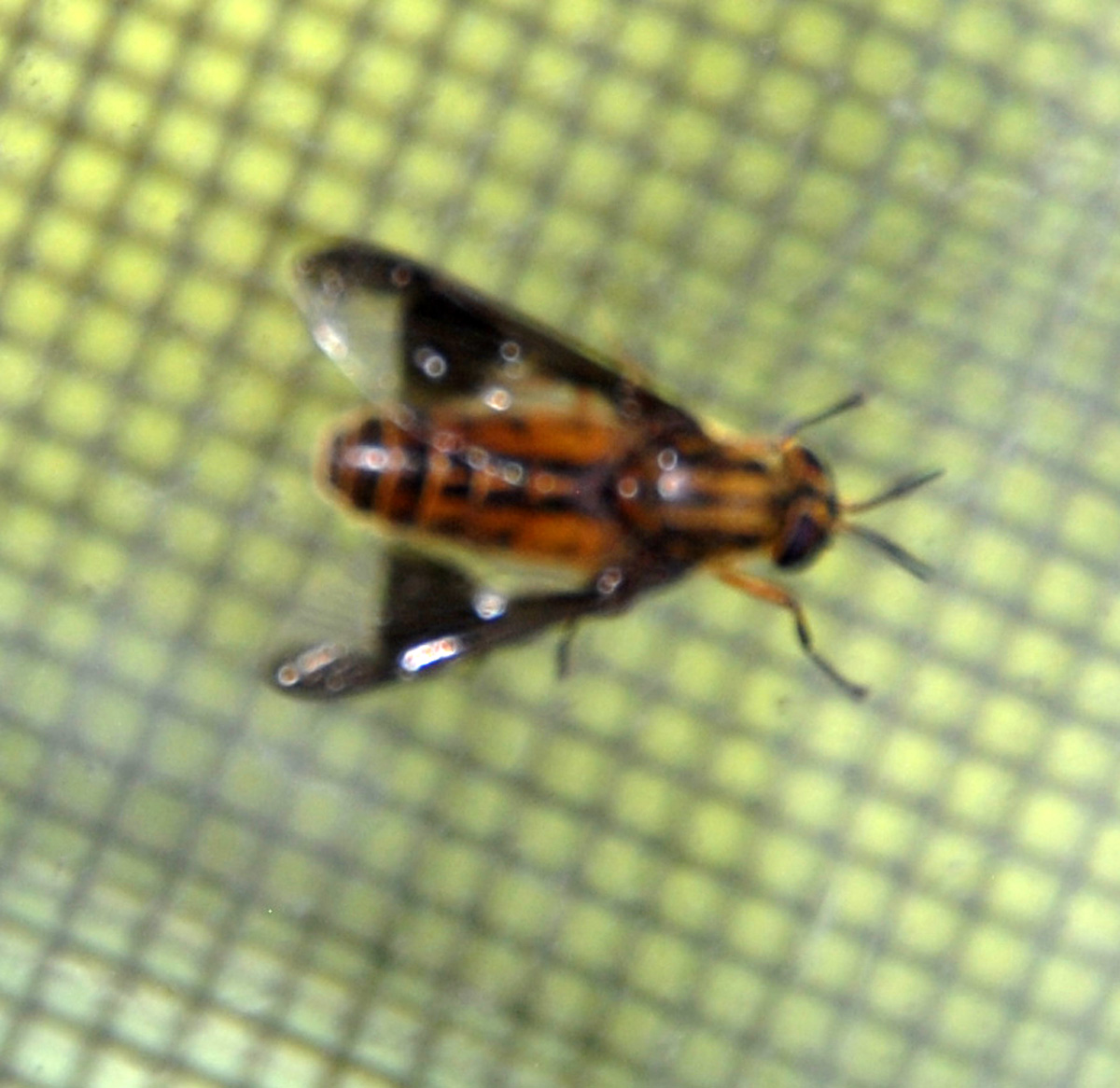 House of the Purple Worms: Minnesota Deer Fly