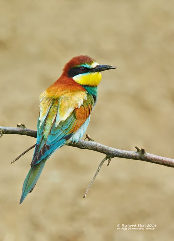 Wildlife Photographic Journals: Romania and the Last Frontier - Day 8 ...