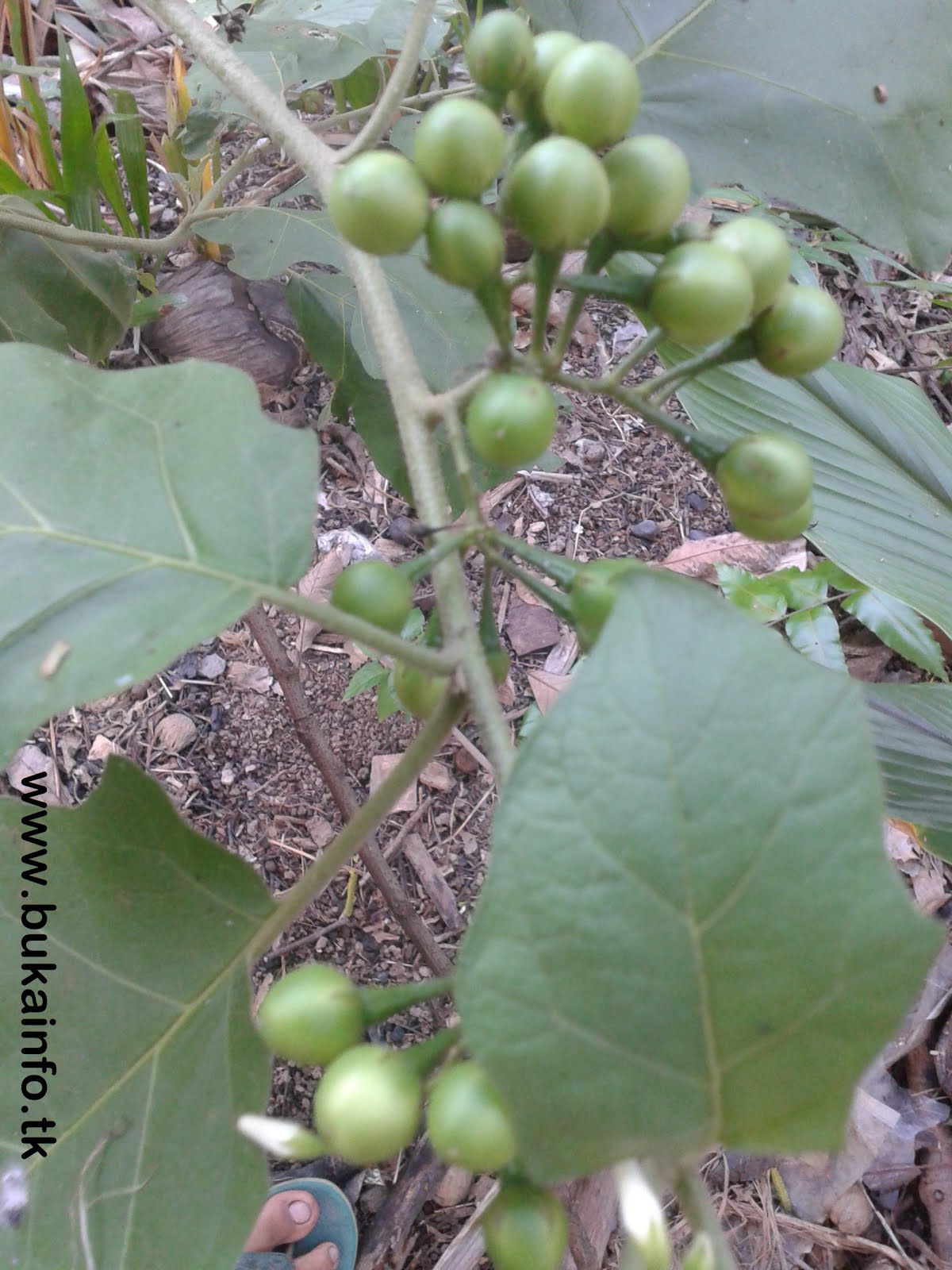 Manfaat Buah Rimbang - Di Lihat Yaaa.....