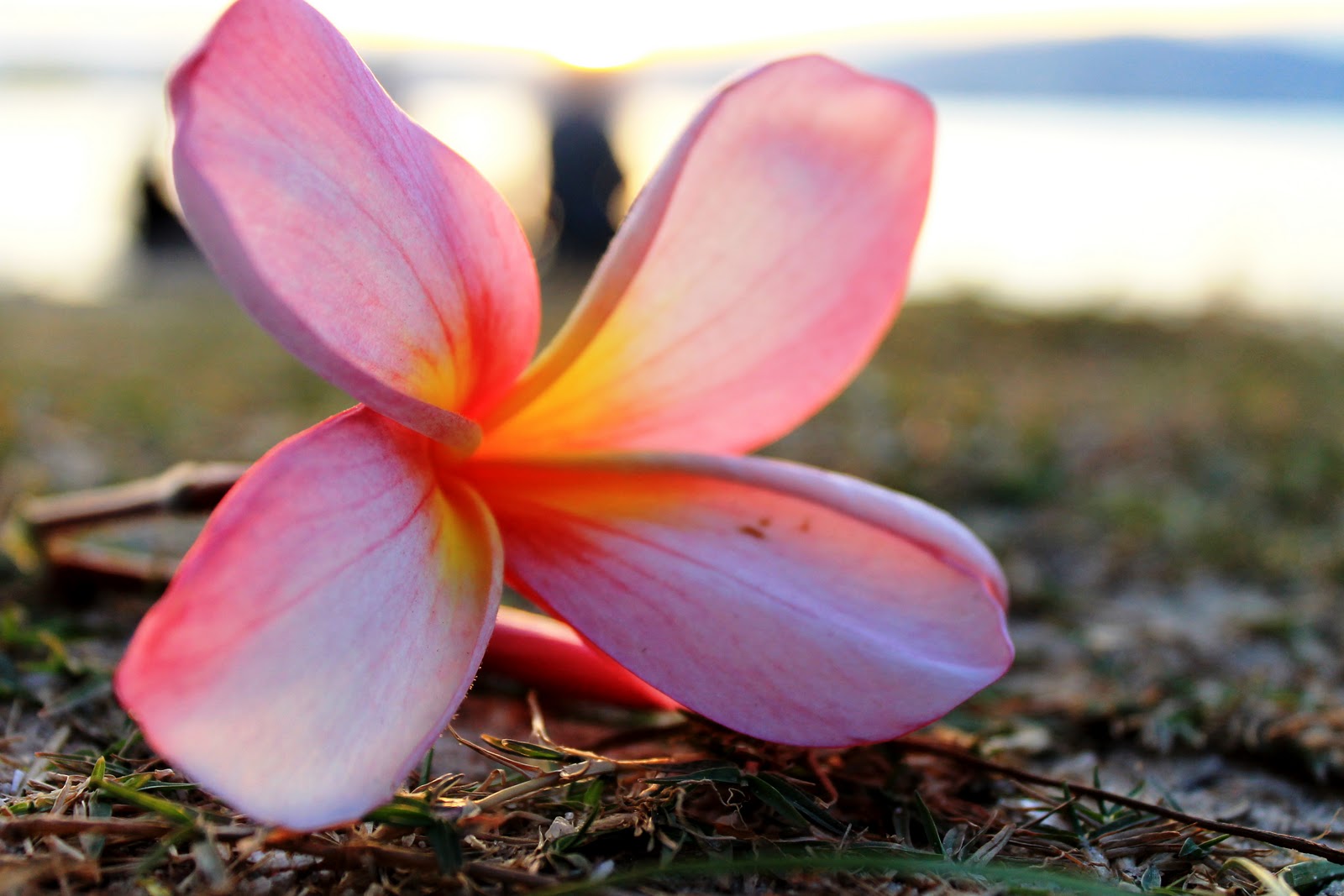 My Whatever Story: Bunga Kemboja aka Plumeria aka Frangipani