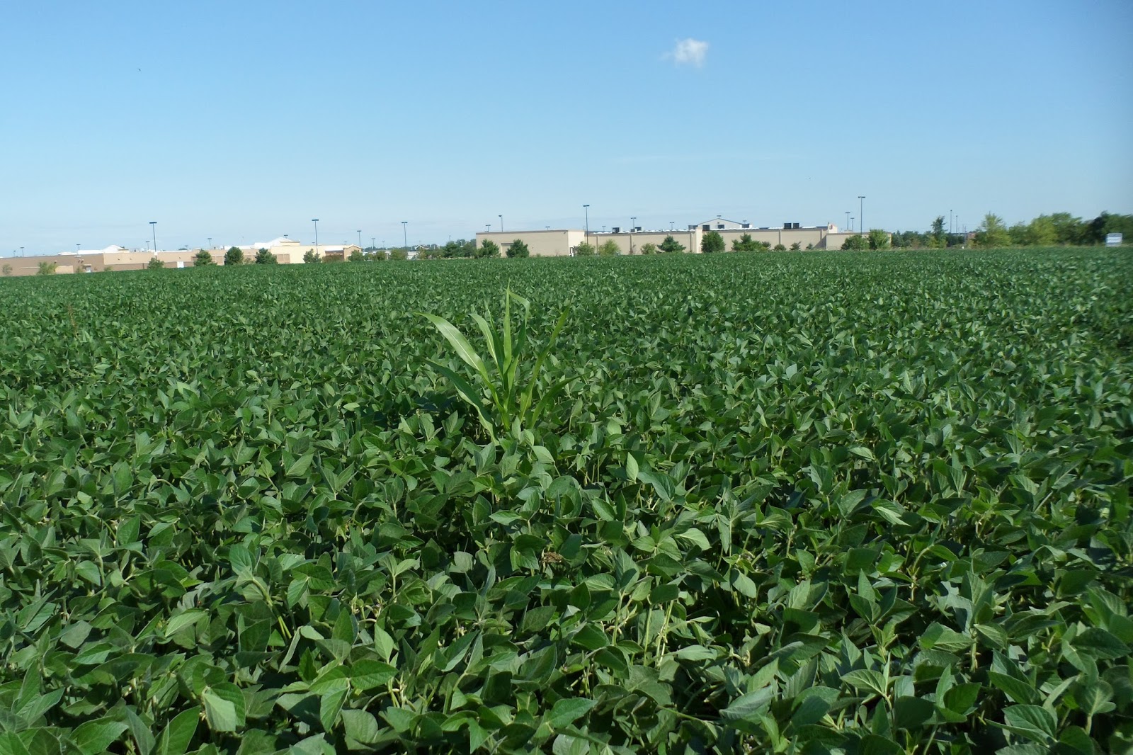 The Perennial Agriculturalist: volunteer industrial corn