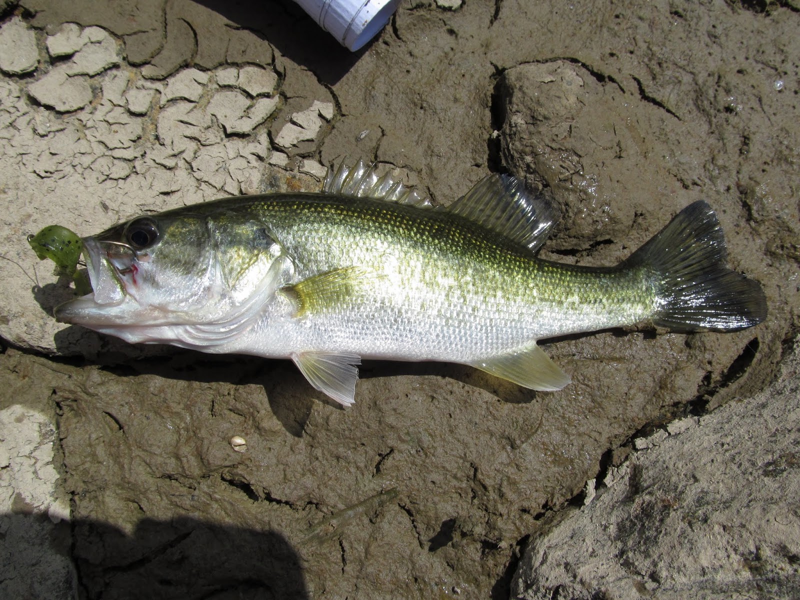 Espacio de Pesca: Pesca de Black Bass (Lobinas), Represa Miraflores ...
