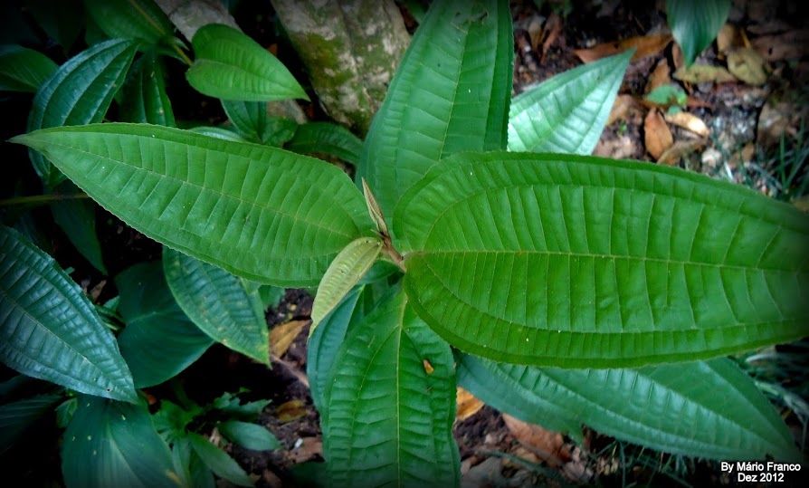 Meu Cantinho Verde: JACATIRÃO-AÇU - ( Miconia cinnamomifolia )