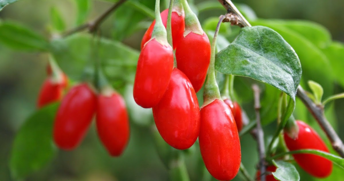 Goji Berry Buah Himalaya Kaya Khasiat - AGROWEBZ