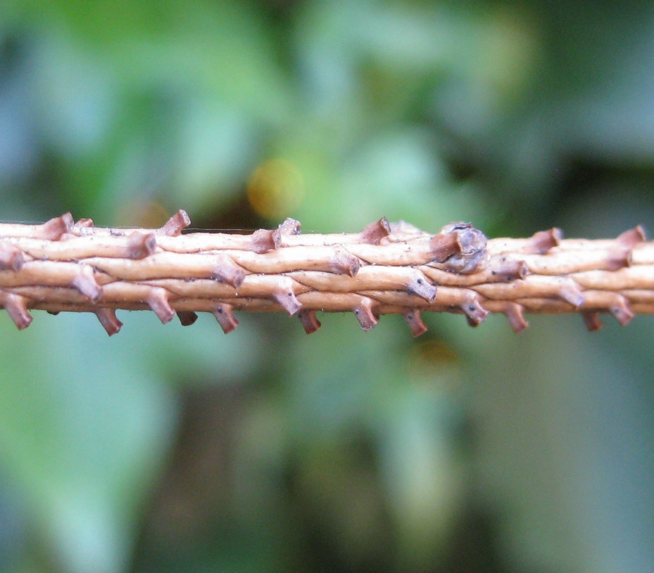 Trees of Santa Cruz County: Picea abies - Norway spruce