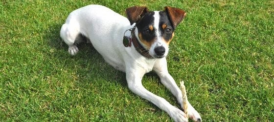 Ratonero bodeguero andaluz | WIKI PERROS