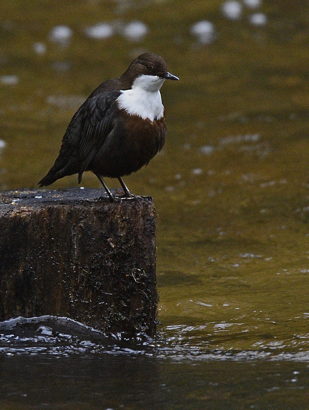 Alan James Photography : A pair of displaying Dipper
