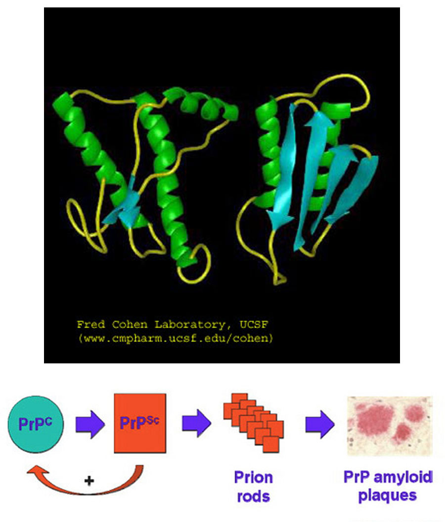 As Many Exceptions As Rules: An Infectious, Genetic Disease? Better ...