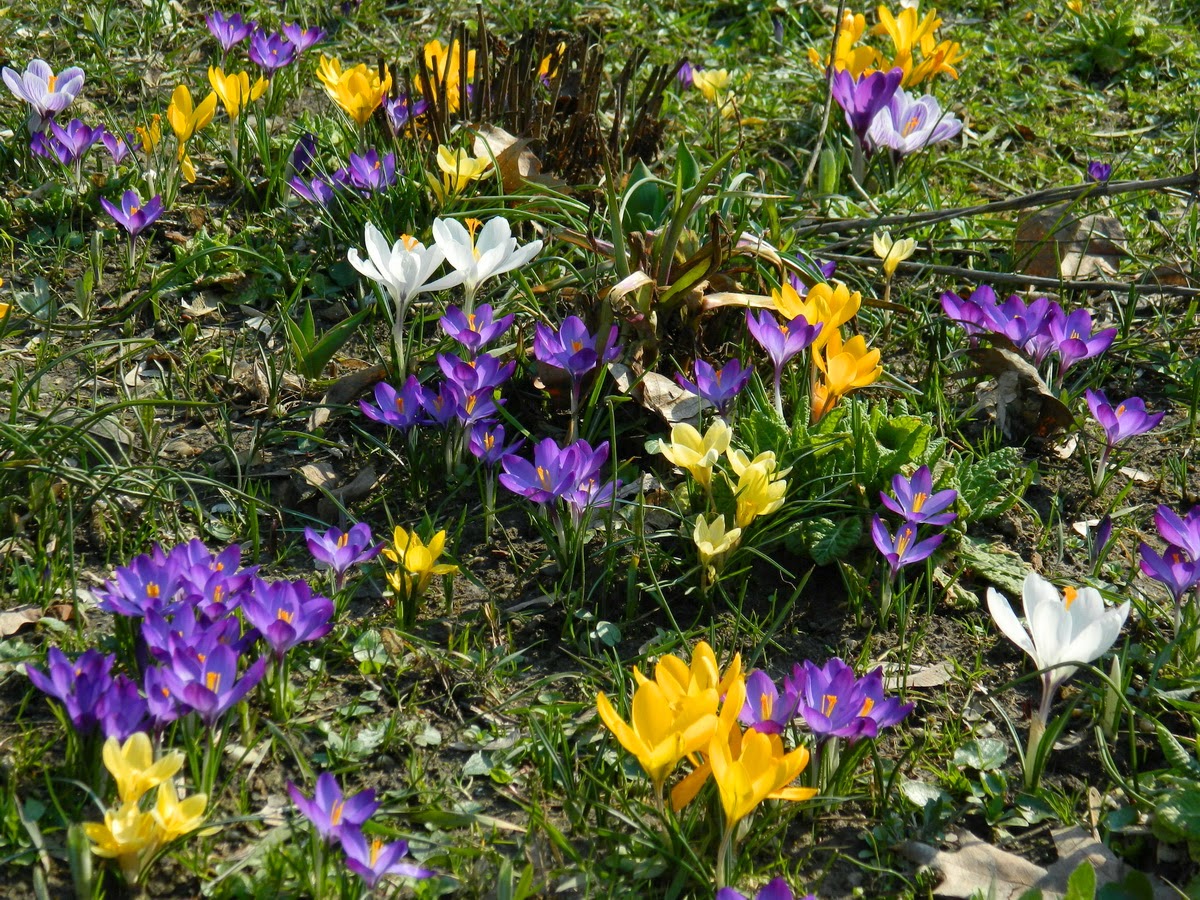 LA MULTI ANI, ROMANIA!: Branduse