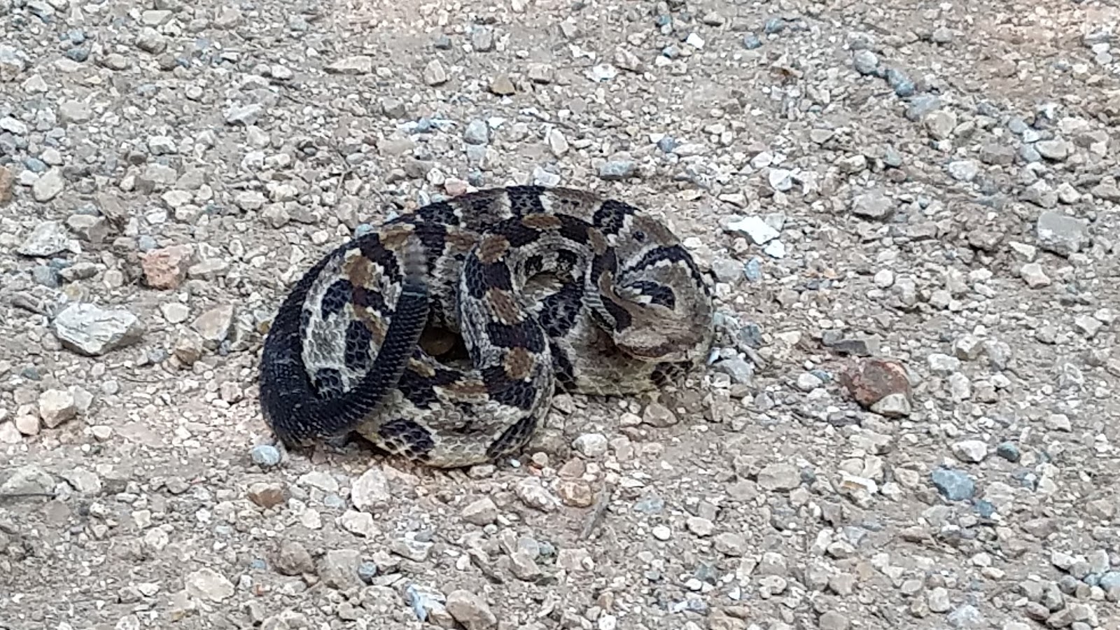 International Blue: Armadillos, Snakes, and Red Bat