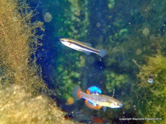 PURE FLORIDA: Bluefin Killifish At Manatee Springs