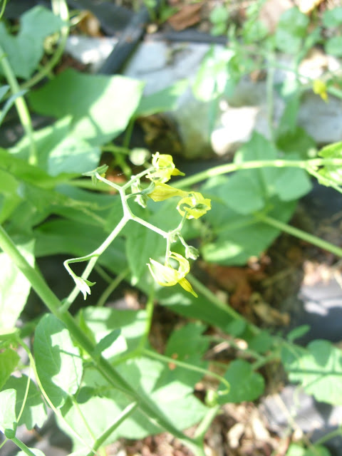 Scirpidiella's Plants: Wild Tomato species (Lycopersicon spp.)