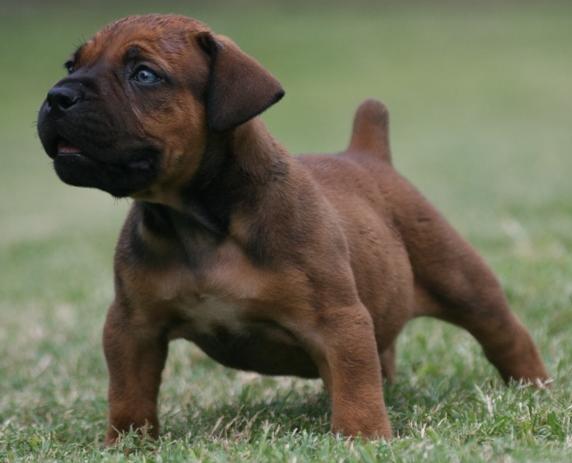 Training Boerboel Dog