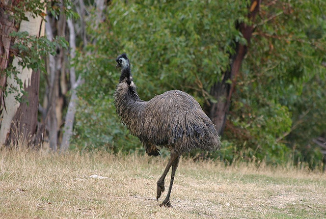 Today's Little Ditty: Limerick Alley: Robert Schechter