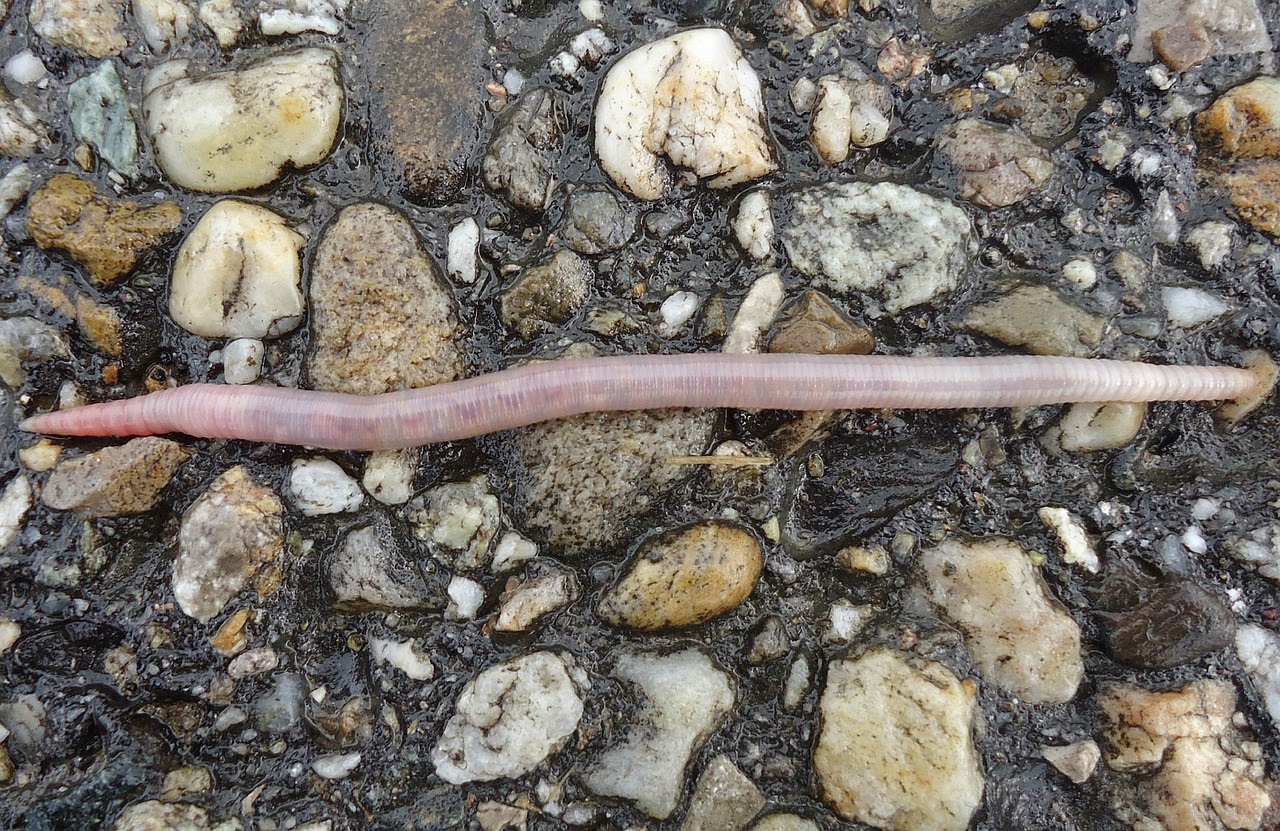 Ilmaisia kuvituskuvia