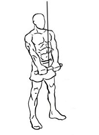 Extensiones de tríceps en polea alta con barra - MIGUELWORKFIT