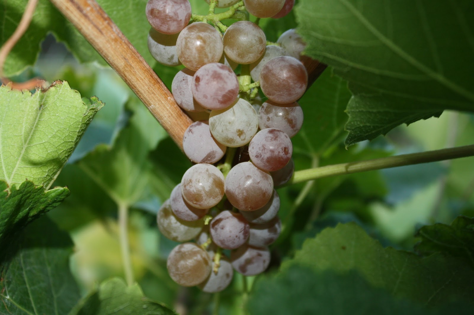 Square Foot Gardener: From Grape to Raisin