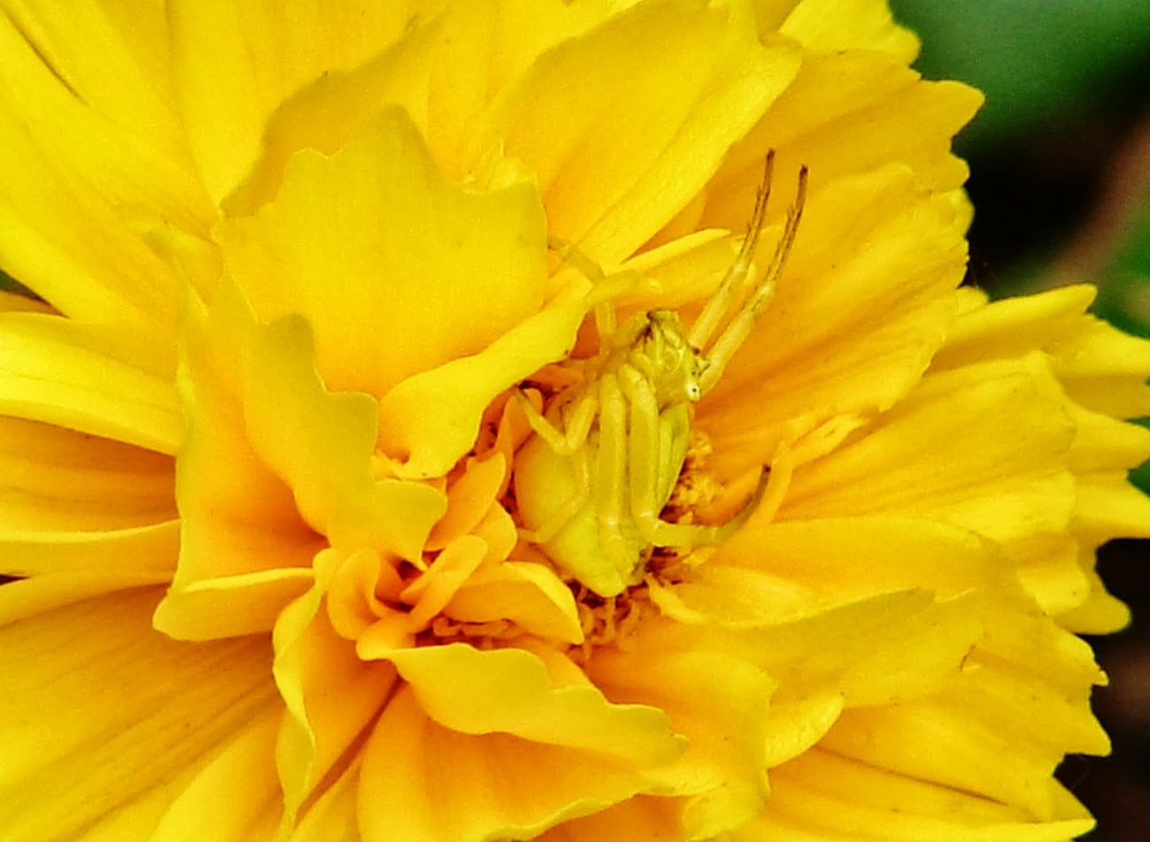BREATHTAKING: The Crab Spider