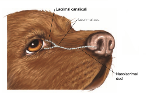 Nasolacrimal Duct Dog
