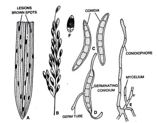 New Update Brown spot disease of rice