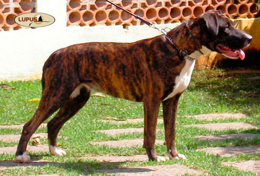Blog Interessante: Dogue brasileiro - Brazilian dogo - Brazilian dogge
