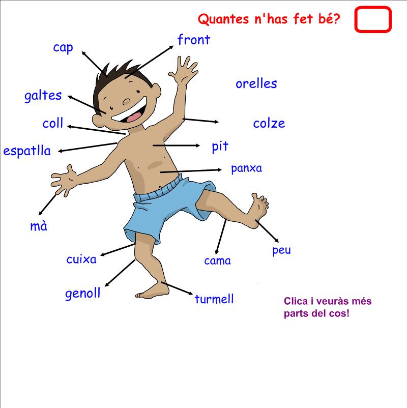 Educació Física Escola L'Olivera: Coneixem el nostre cos