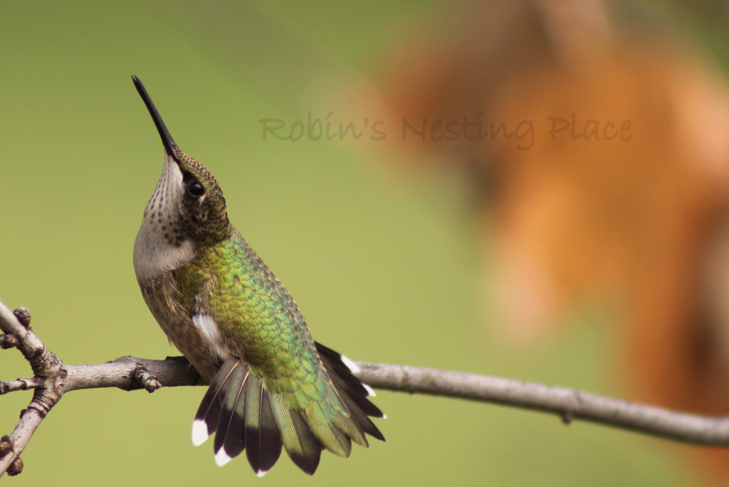 ROBINS NESTING PLACE: Hummingbirds Up Close and Personal!