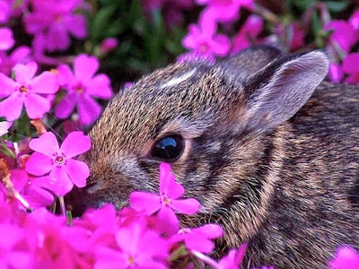 Rabbit smelling purple flowers wallpaper free - beautiful desktop ...