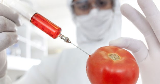 Organismos Modificados Geneticamente (OMG) | Organismos Geneticamente ...