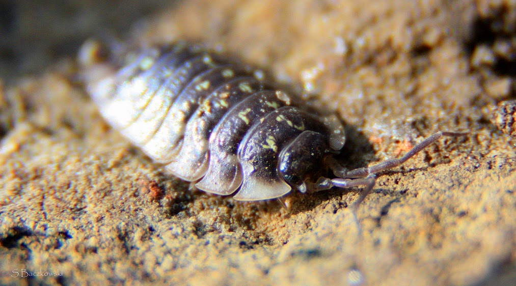 five steps from the road... - 5 kroków od szosy...: Stonoga murowa