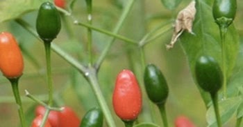 Cosecha y almacenamiento - El chile más bravo del mundoEl chile más ...