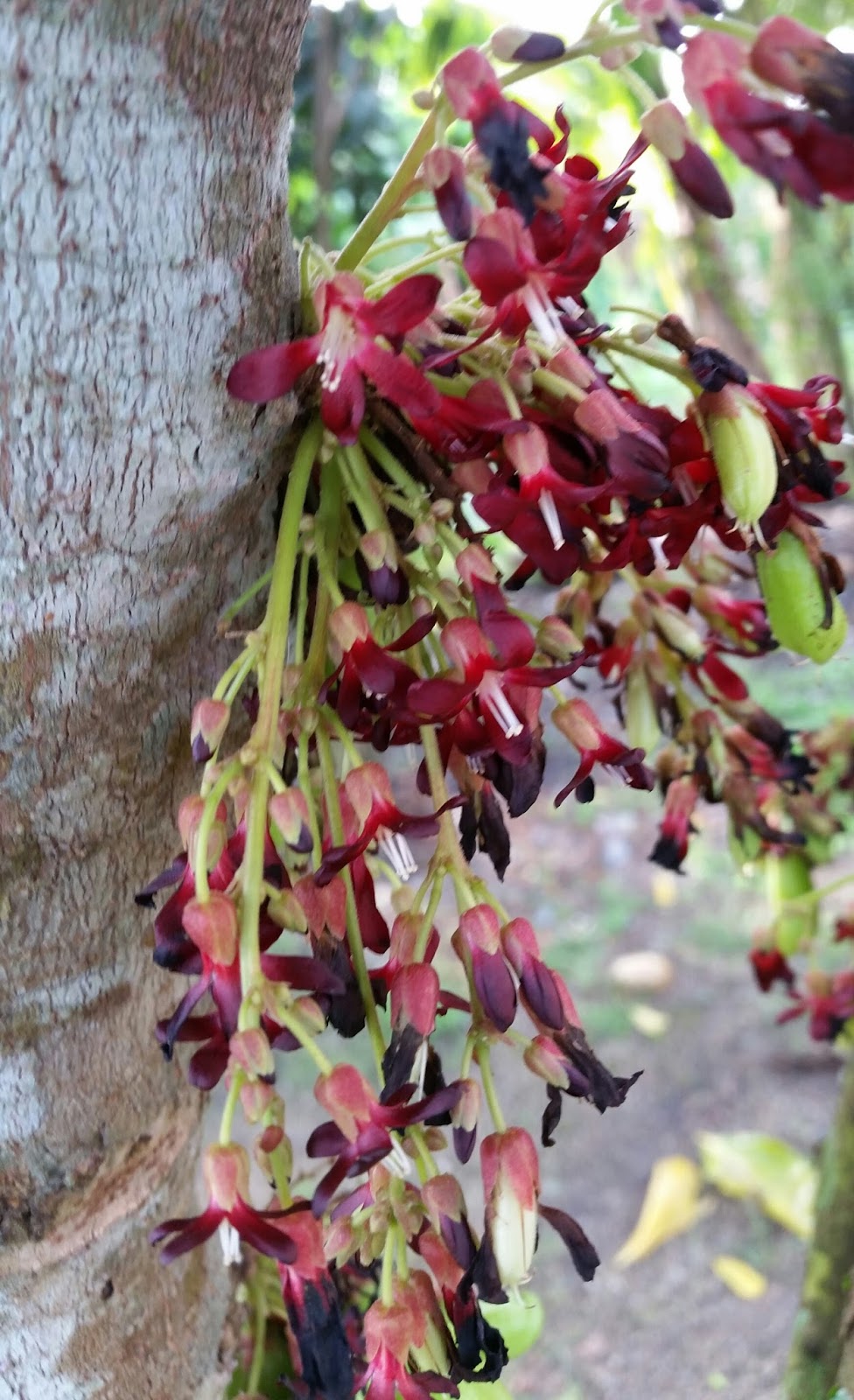Warisan Petani: WW 13 : Bunga Belimbing Buluh