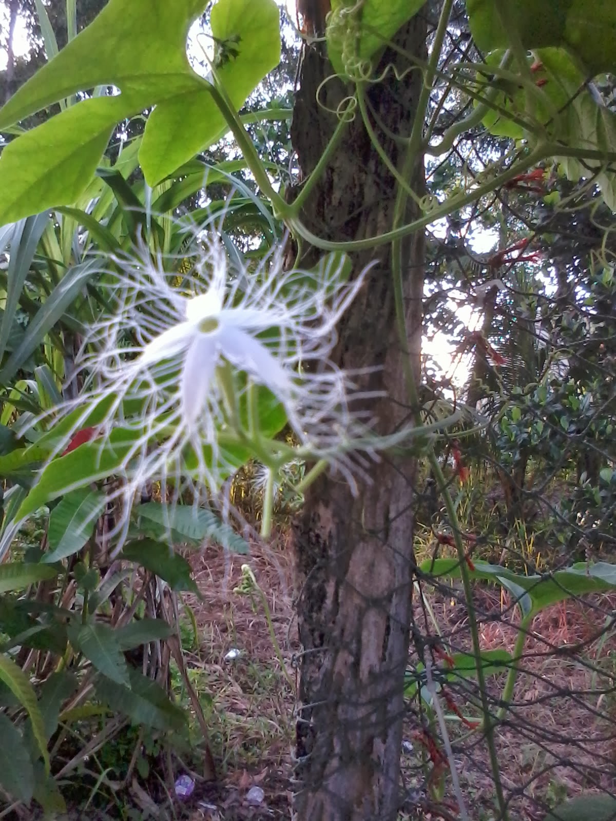 Sayang Sama Pokok: Diari Tani- Petola Ular