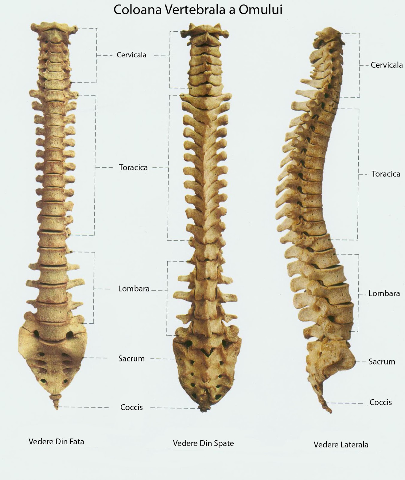 Nutritie si Fitness: Afectiuni ale Coloanei Vertebrale