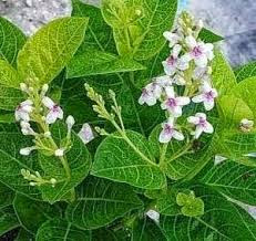 Mengenal Melati Jepang