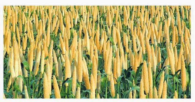 Namibian Wambo Culture