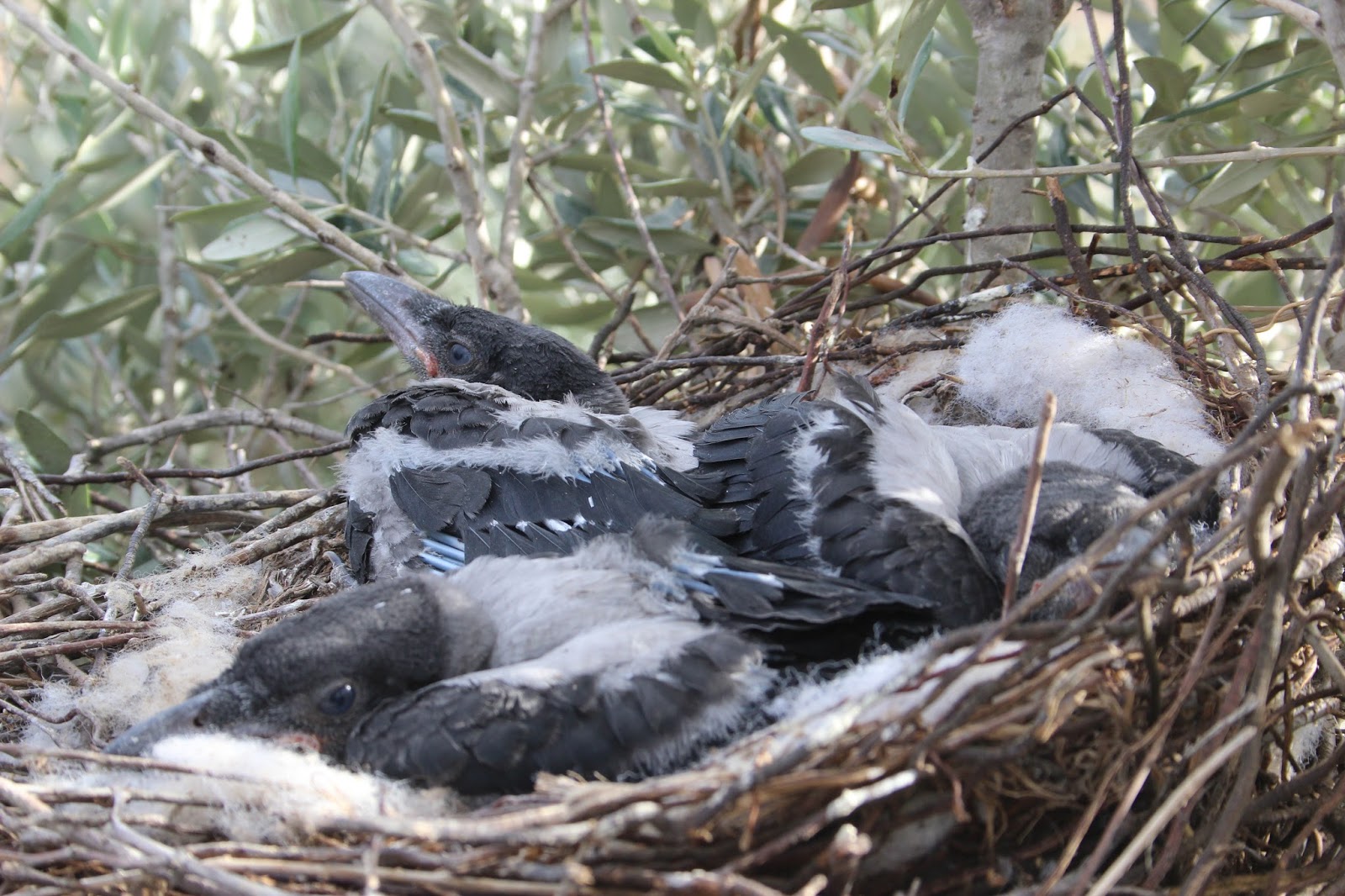 Biodiversity of Cyprus by NGO Protection of the Natural Heritage and ...