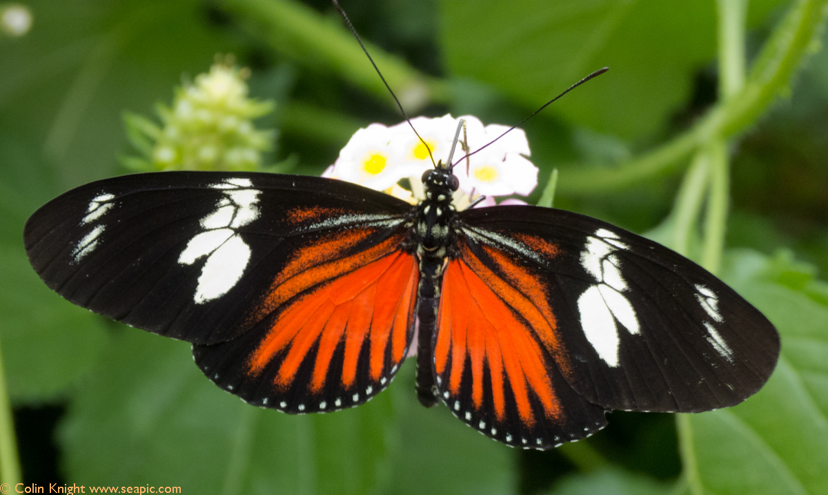 Postcards from Sussex: White Morpho and other new tropicals