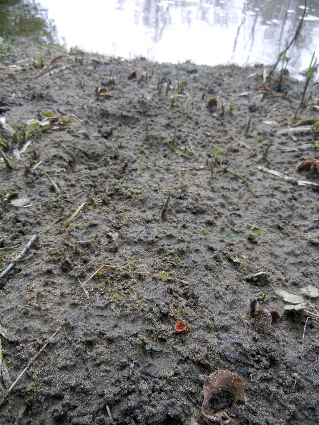 Weird and Wonderful Wild Mushrooms: A Silver Lining to a Dog Owner’s ...