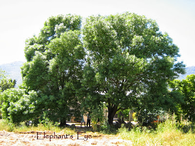 Elephant's Eye: Be careful what you wish for