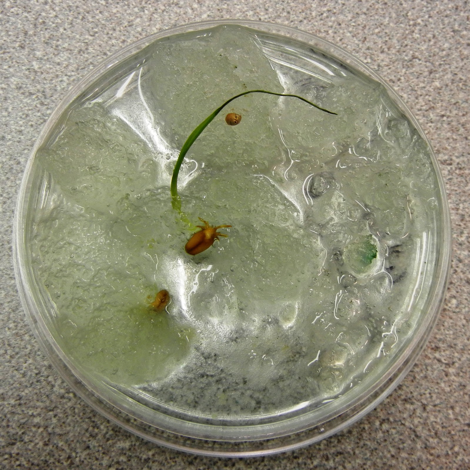 PolySciTech Technical Blog: Aquagel for plant growth