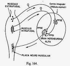 Blog de fisiologia UAS de Luis Angel Garate Martinez: REFLEJOS MUSCULO ...