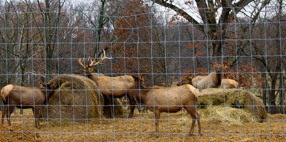 Rurification | Robin Edmundson: Elk Farm