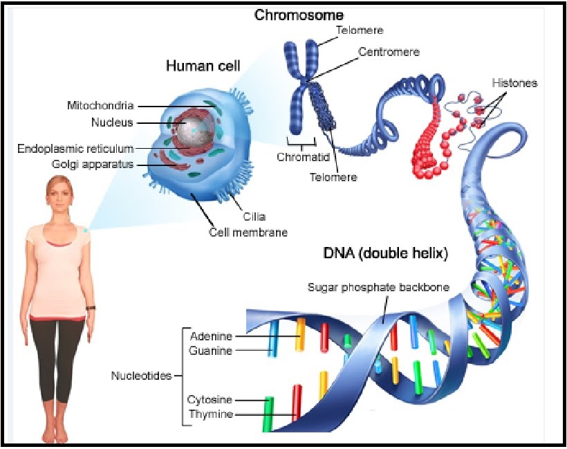 BIOLOGI GONZAGA: PEMAHAMAN PENTINGNYA SINTESA PROTEIN DI SEL