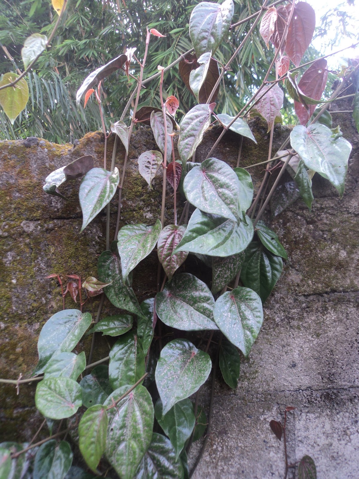 Manfaat Daun Sirih Merah ~ Bali Go Green