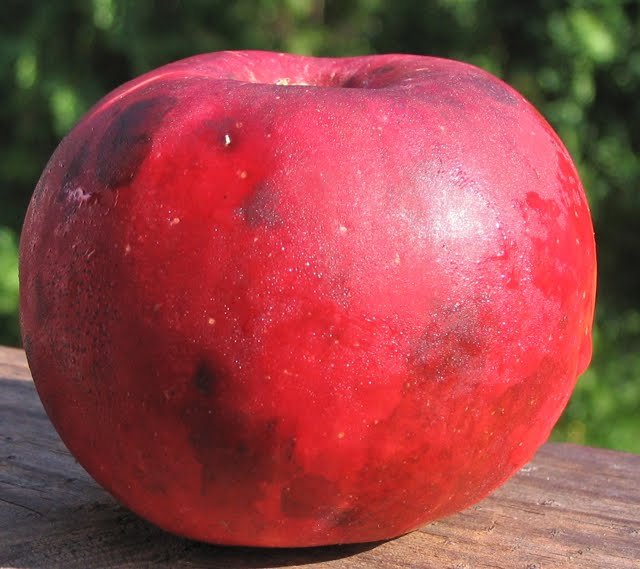 Adam's Apples: Jonafree